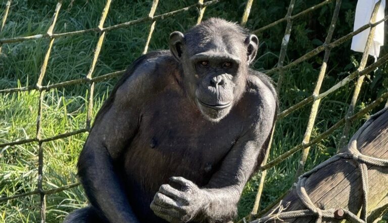 Celebrating World Chimpanzee Day: Why Their Story Matters – Andreea Mosila